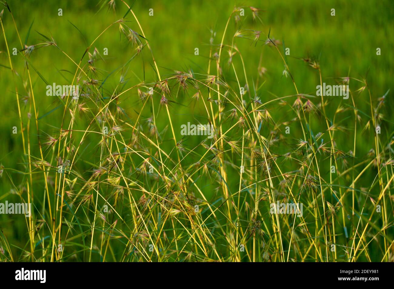 Paddock weed hi-res stock photography and images - Alamy