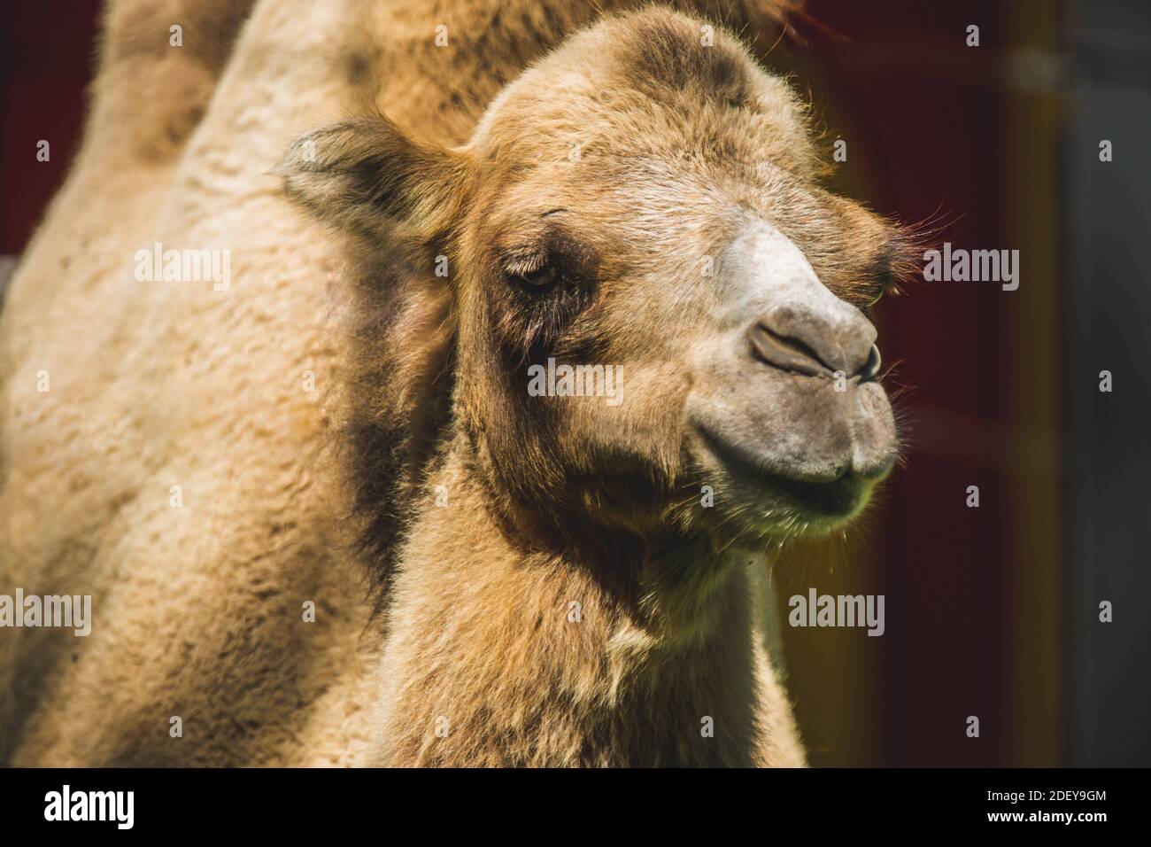 camel face close Stock Photo - Alamy