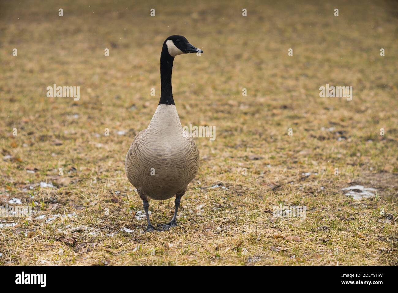 canadian goose walking on grass Stock Photo - Alamy