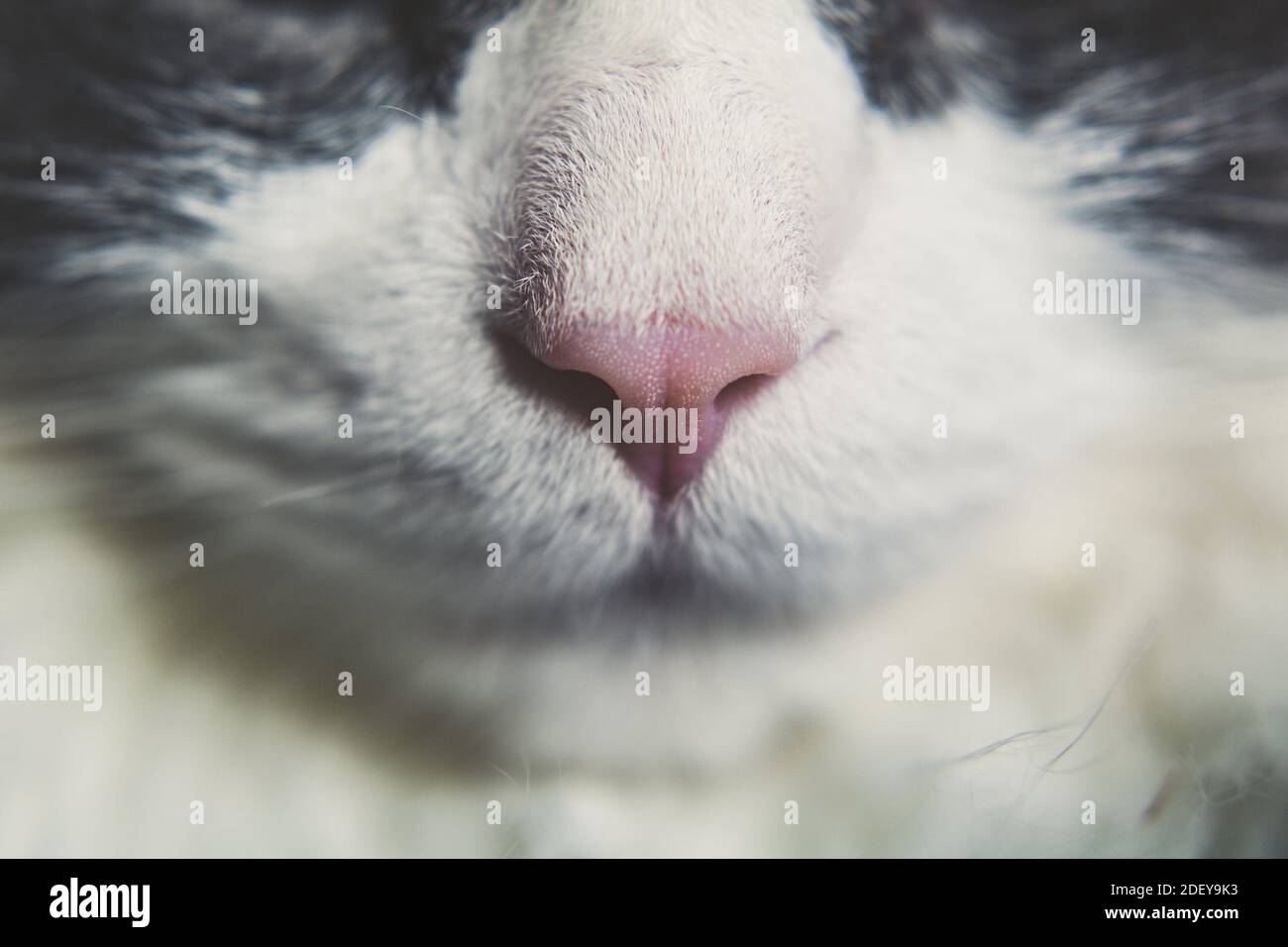 Beautiful cat video hi-res stock photography and images - Alamy