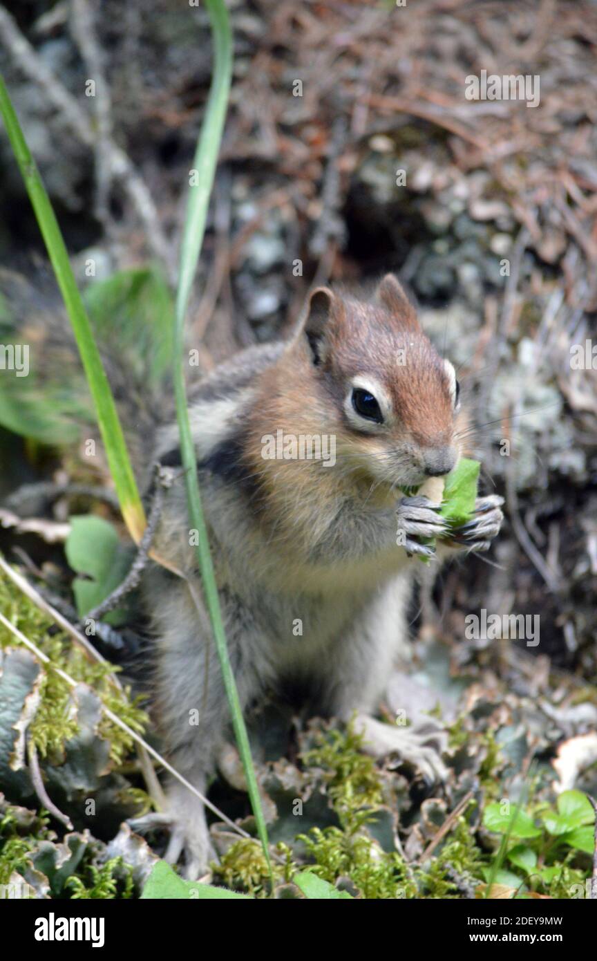chipmunk close up eating Stock Photo - Alamy