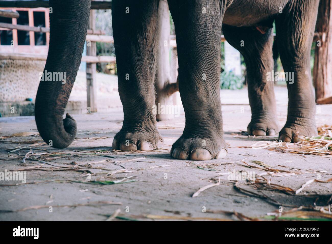 close-up of elephant feet Stock Photo - Alamy
