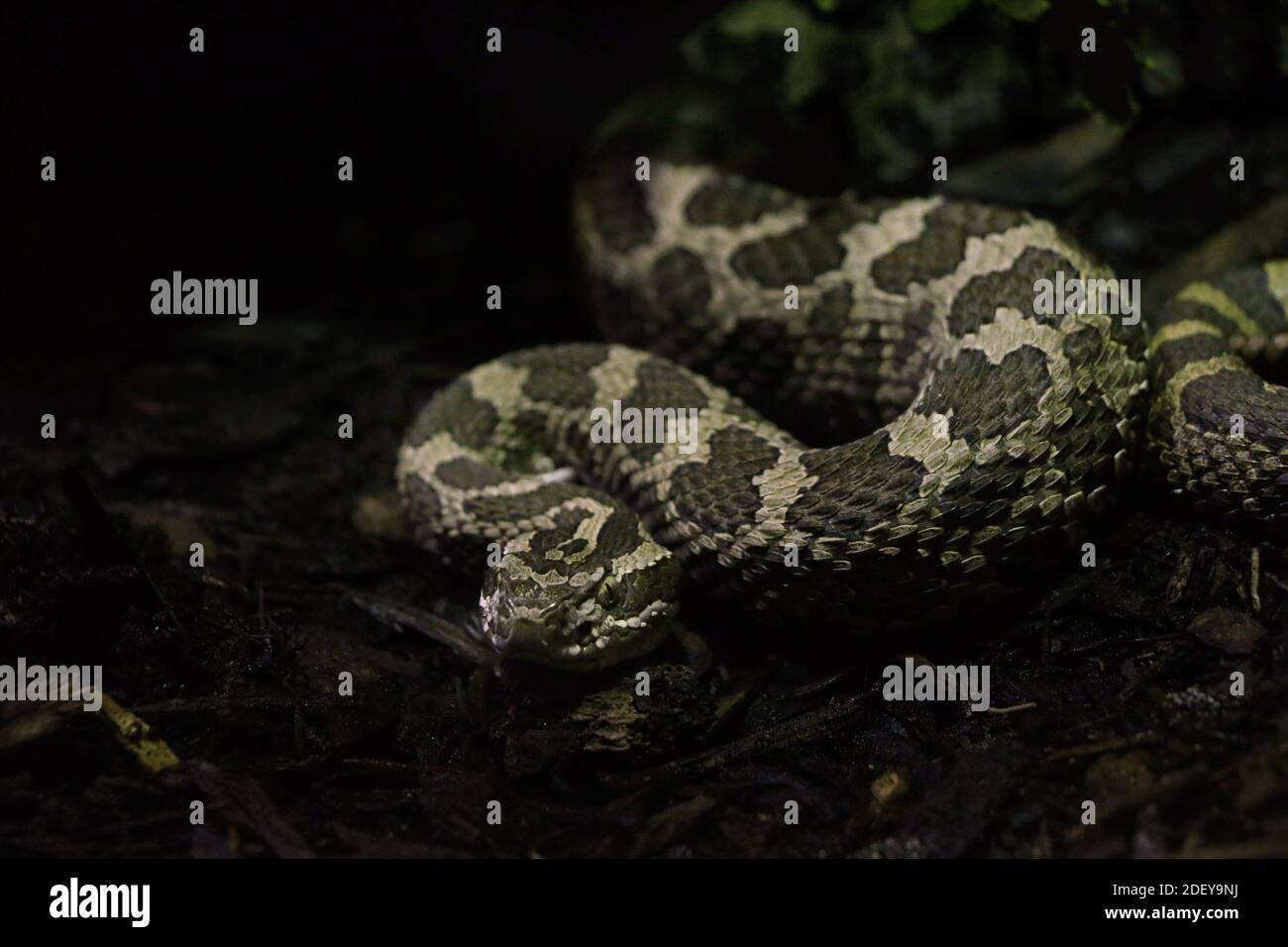 coiled snake on wet ground Stock Photo - Alamy