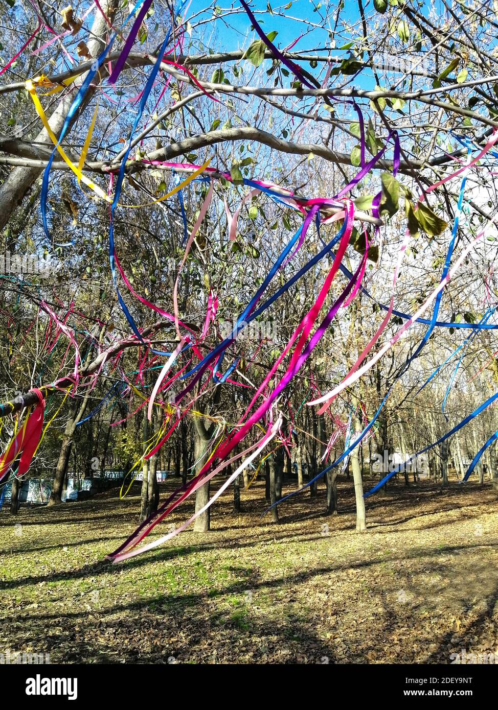 A tree with ribbons is a wish tree. Folk omens, rituals, spring ...