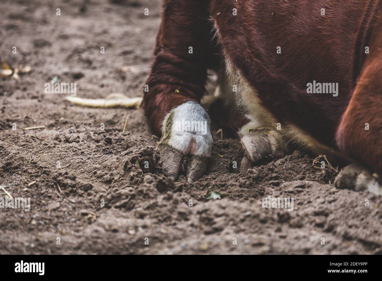 Cow foot hi-res stock photography and images - Alamy