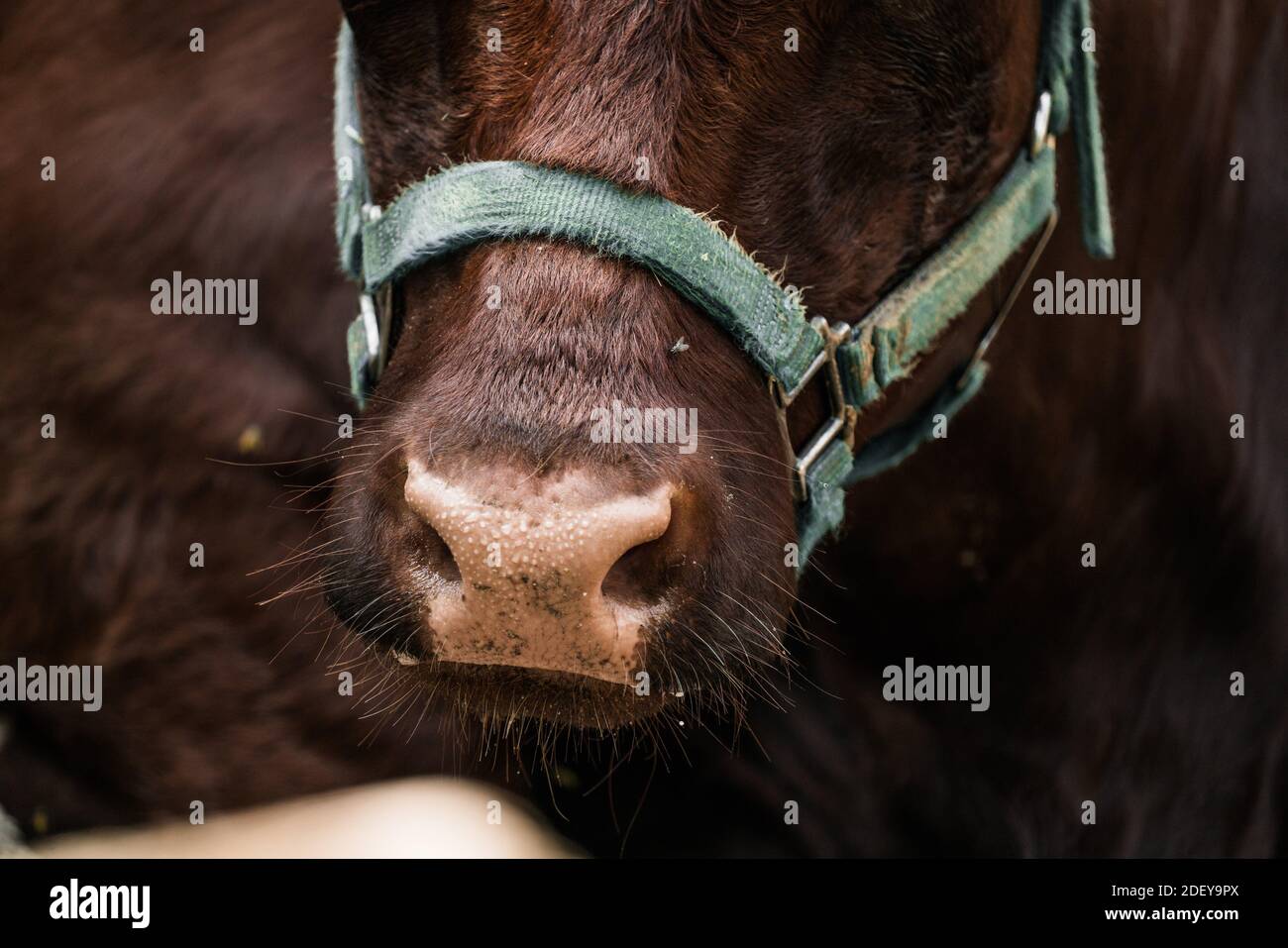 cow nose close-up Stock Photo - Alamy
