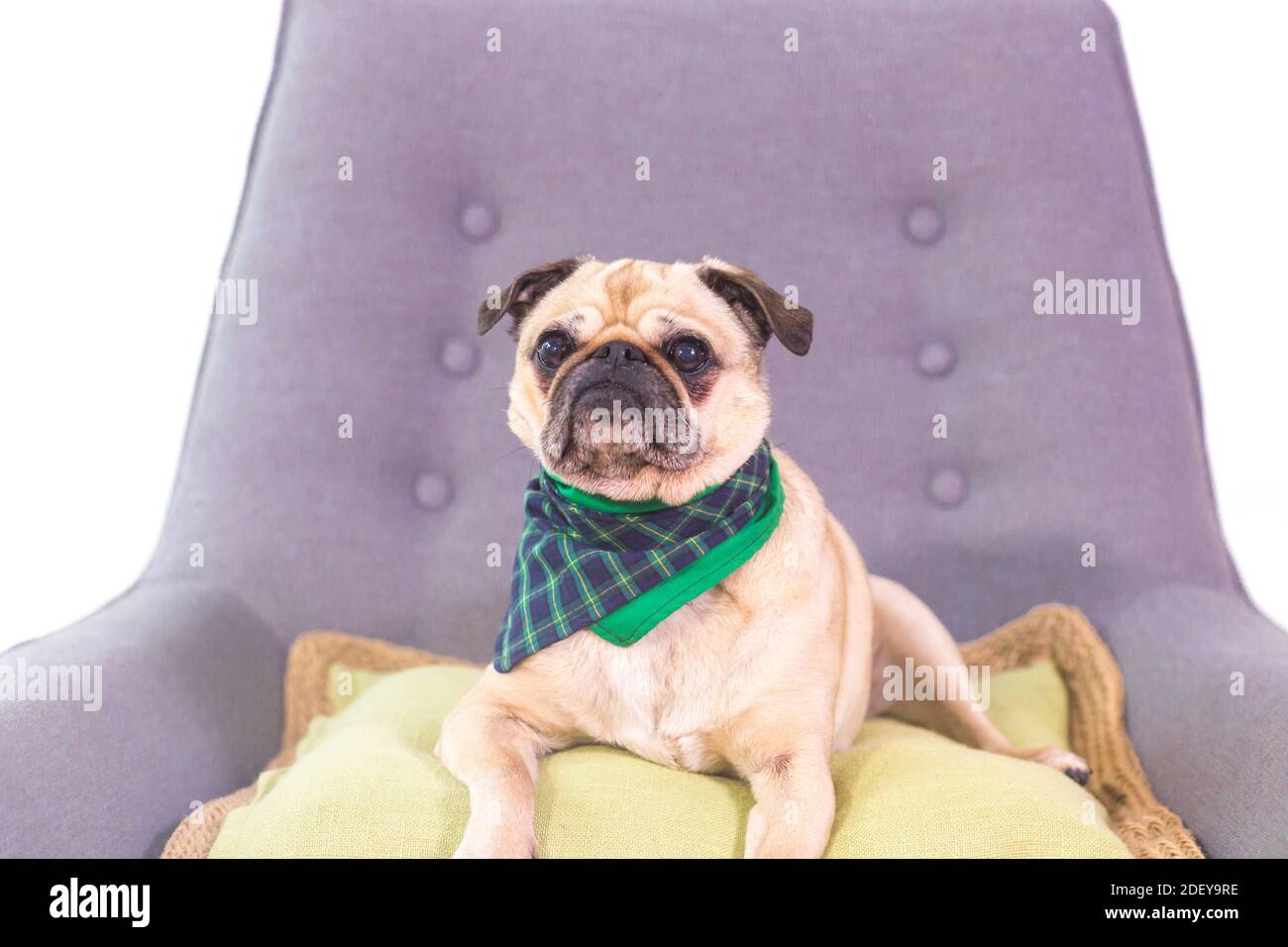 cute small dog Stock Photo - Alamy