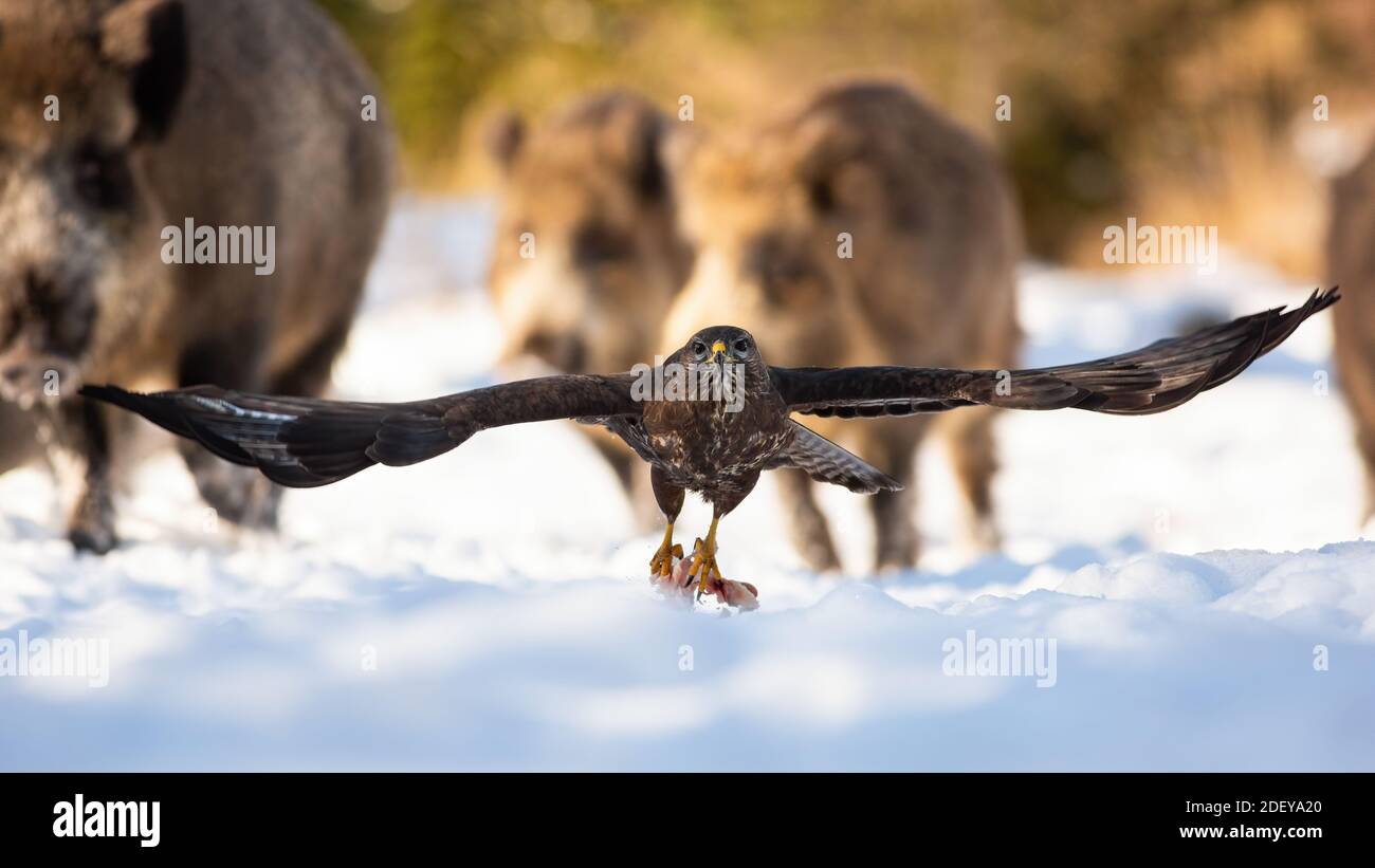 Silhouette common buzzard buteo buteo hi-res stock photography and ...