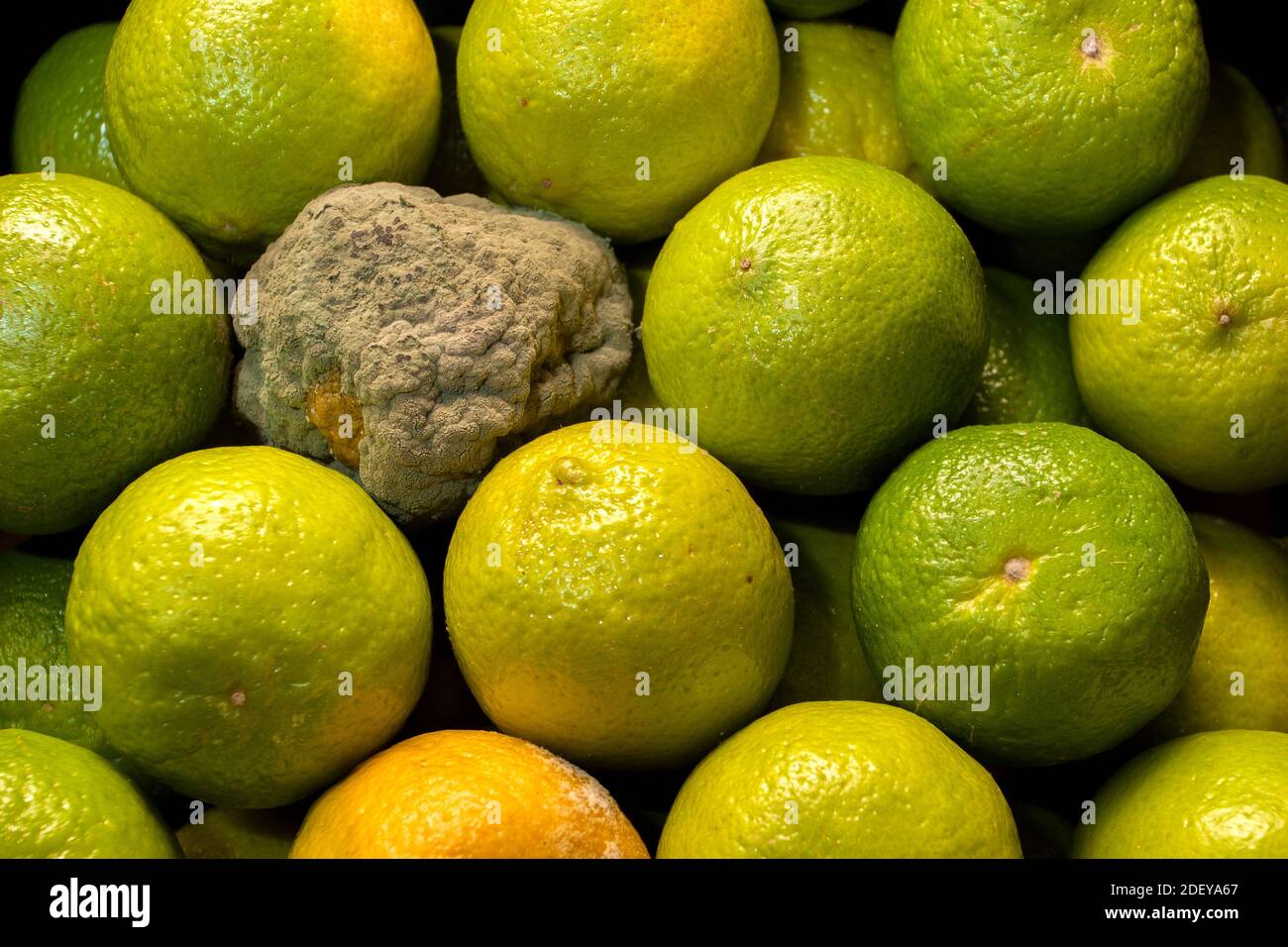 Rotten lime with mold. Spoiled citrus packaging Stock Photo - Alamy