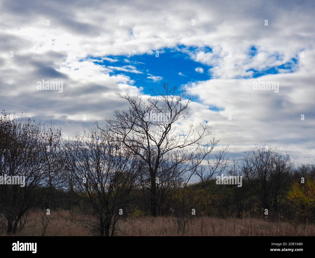 Late autumn scenic view: A bare, leafless tree on a late fall day with ...