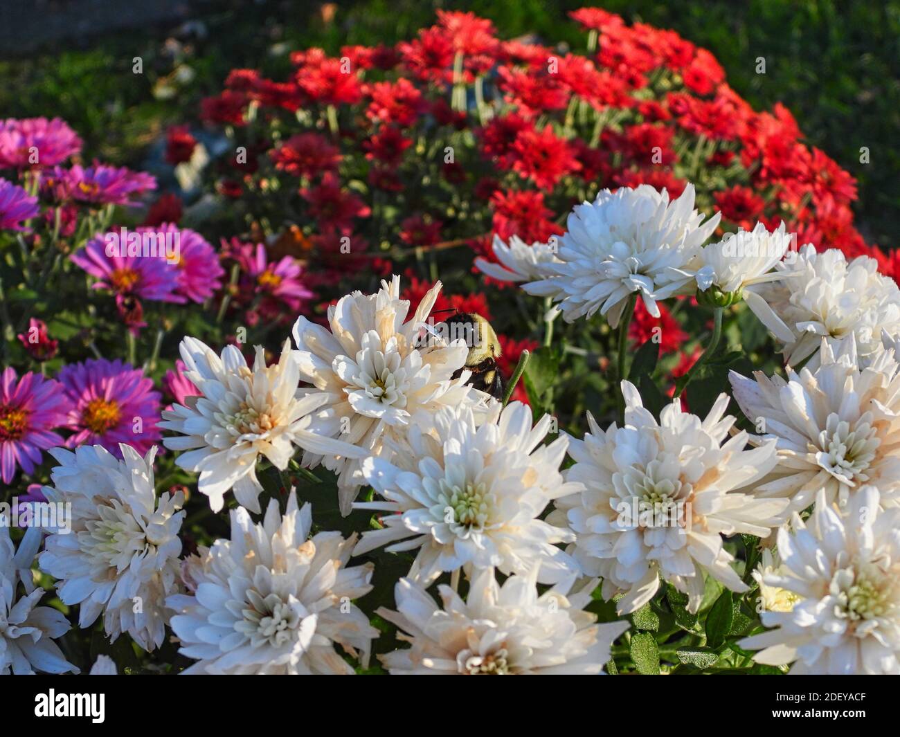 Purple mums hi-res stock photography and images - Alamy