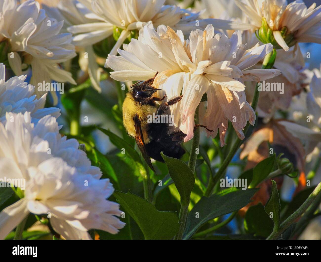 Bumble bee hangs on flower hi-res stock photography and images - Alamy