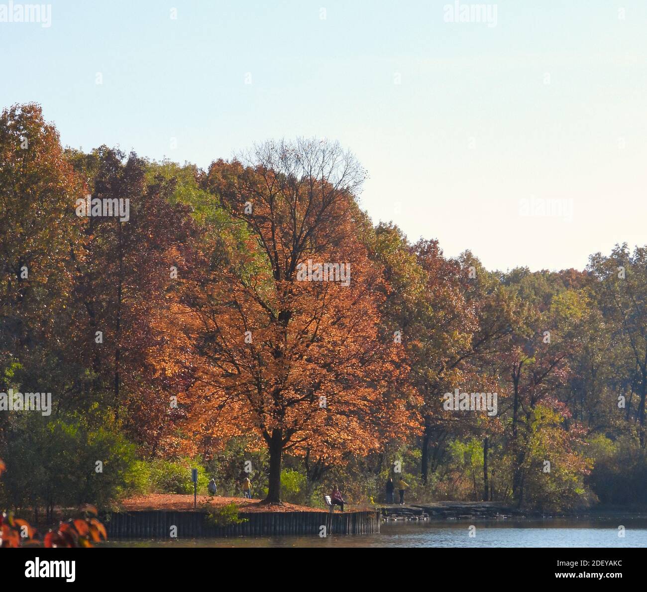 Fall Maple Tree with Orange Leaves Half Full on Forest Preserve Lake ...