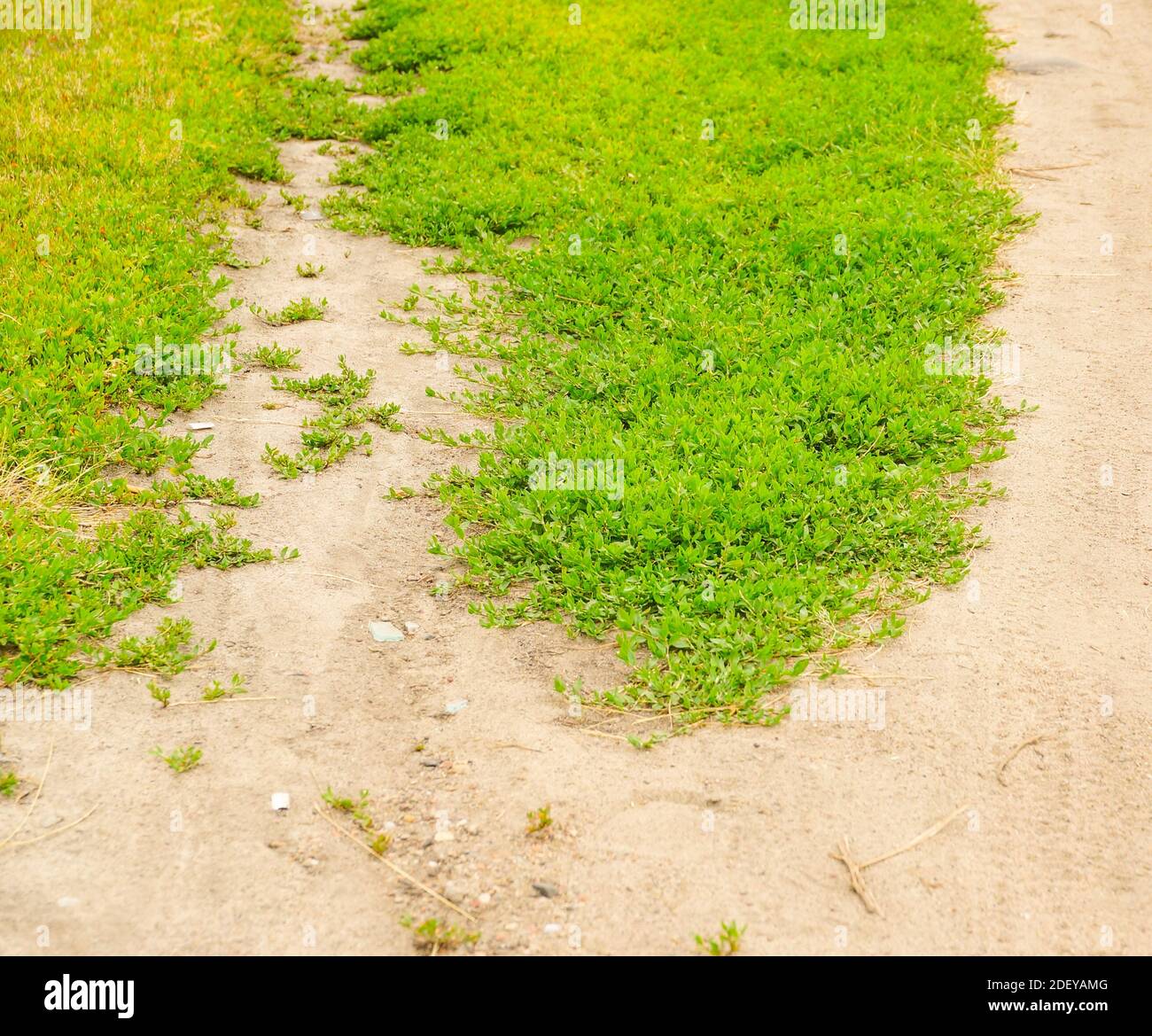 Small path going between green grass and weed Stock Photo - Alamy