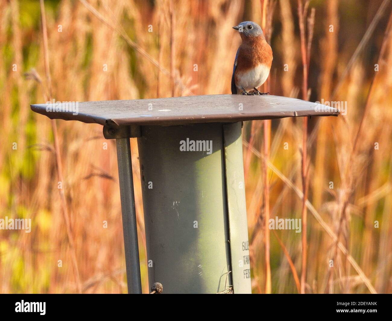 Songbird nest hi-res stock photography and images - Alamy