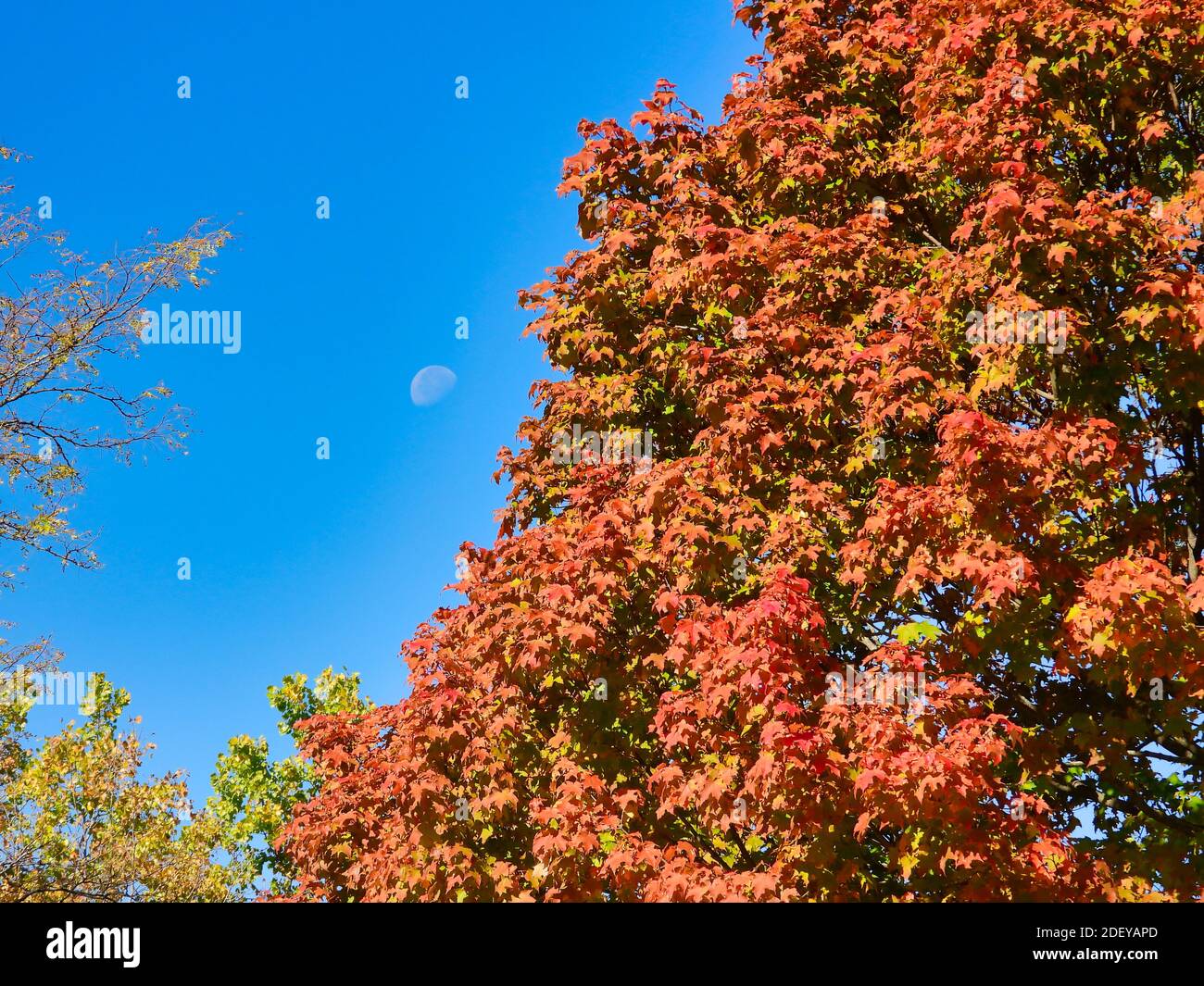 Red moon tree hi-res stock photography and images - Alamy