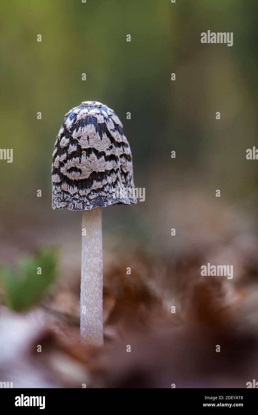 Magpie inkcap fungus (Coprinopsis picacea Stock Photo - Alamy