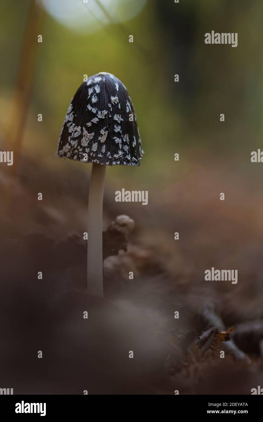 Magpie inkcap fungus (Coprinopsis picacea Stock Photo - Alamy