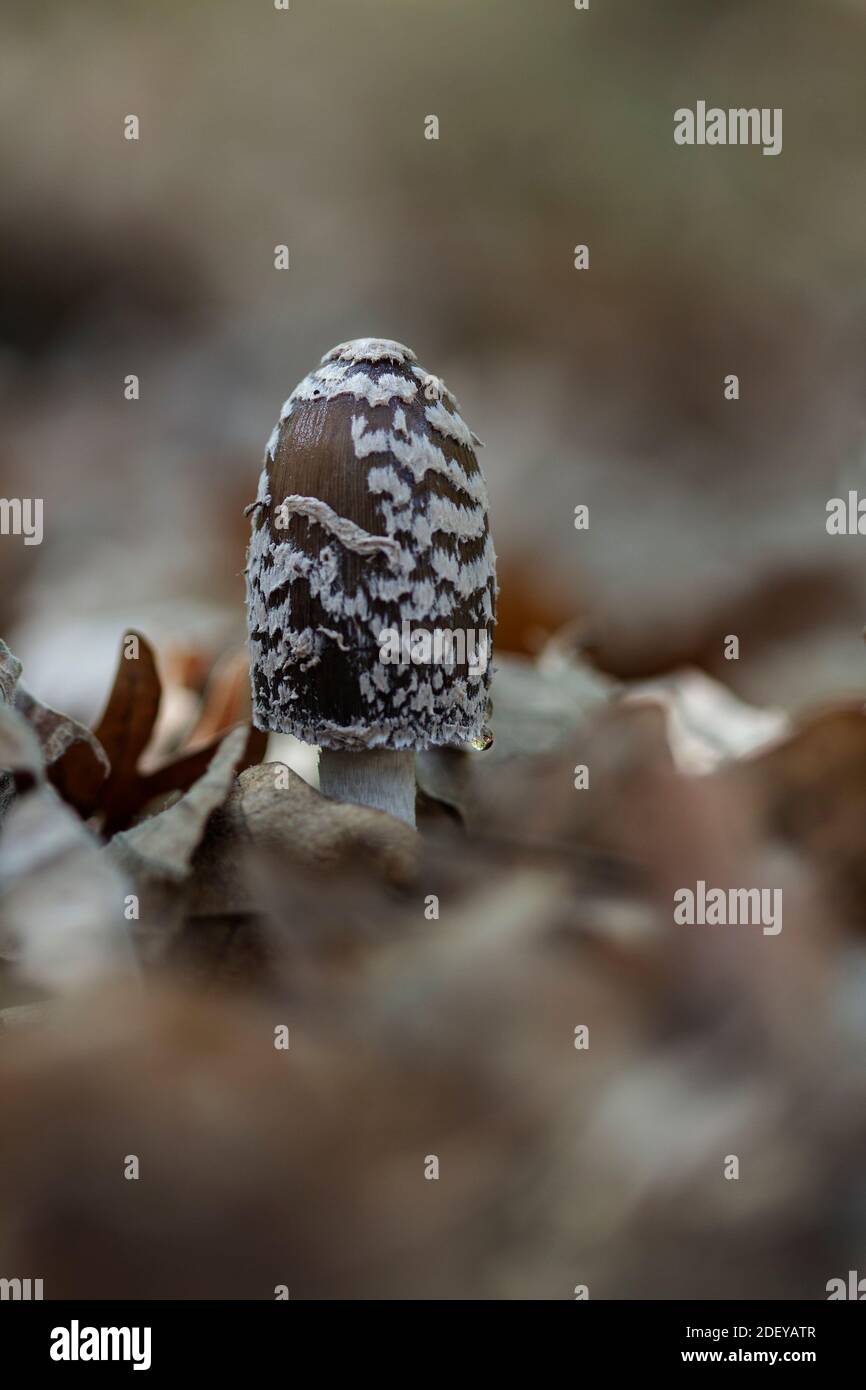 Magpie inkcap fungus (Coprinopsis picacea Stock Photo - Alamy