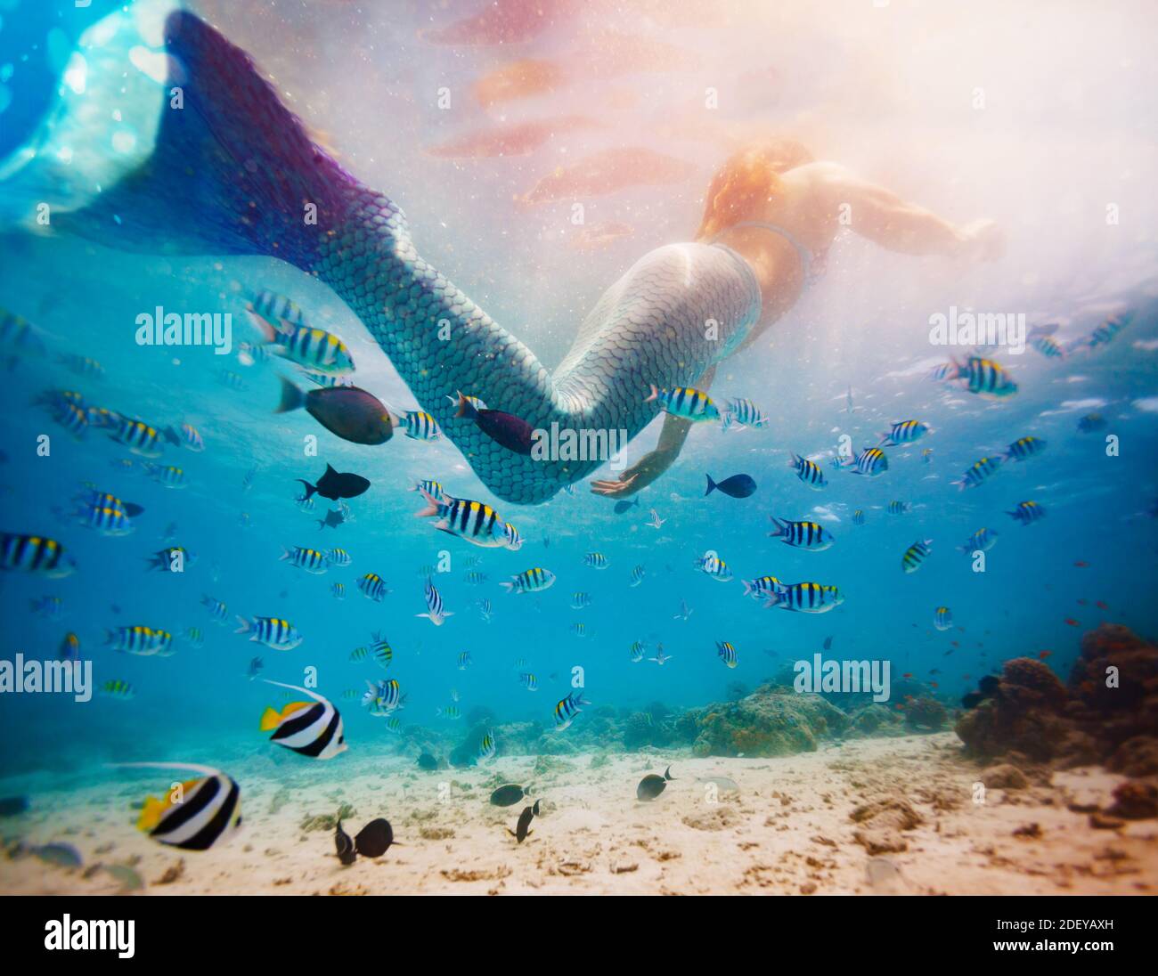 Mermaid from the back hi-res stock photography and images - Alamy