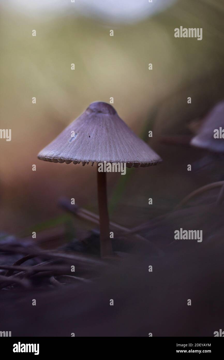 Mycena sp hi-res stock photography and images - Alamy