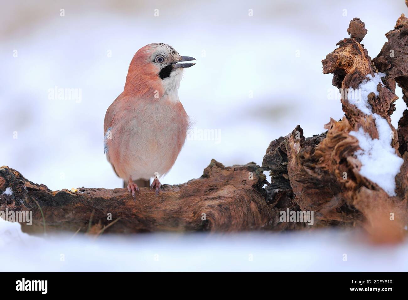 Smiling eurasian jay sitting with open beak on the stub covered by snow ...