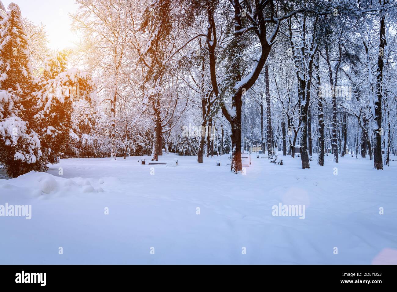 Sunset or sunrise in a winter park with trees, benches and a pavement ...