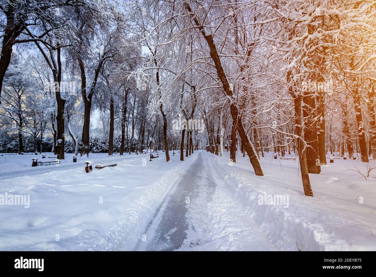 Sunset or sunrise in a winter park with trees, benches and a pavement ...