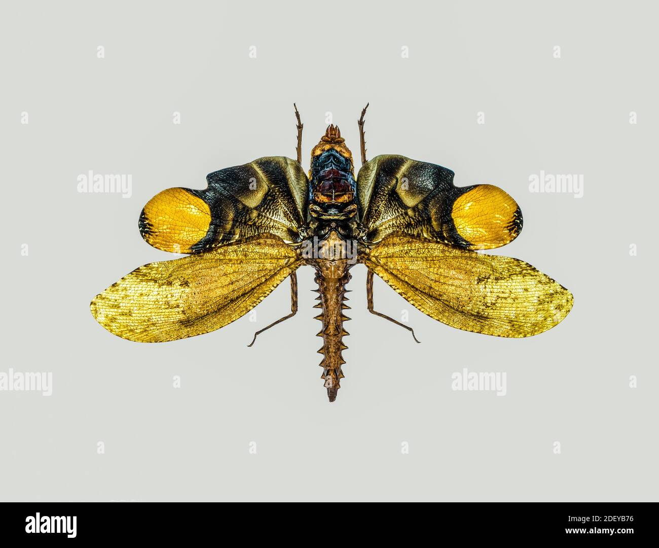 Vitidiplzntae hi-res stock photography and images - Alamy