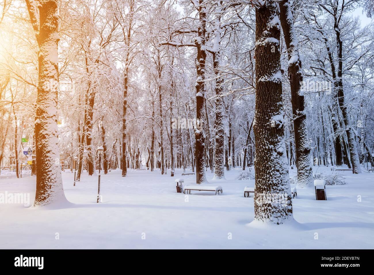 Sunset or sunrise in a winter park with trees, benches and a pavement ...