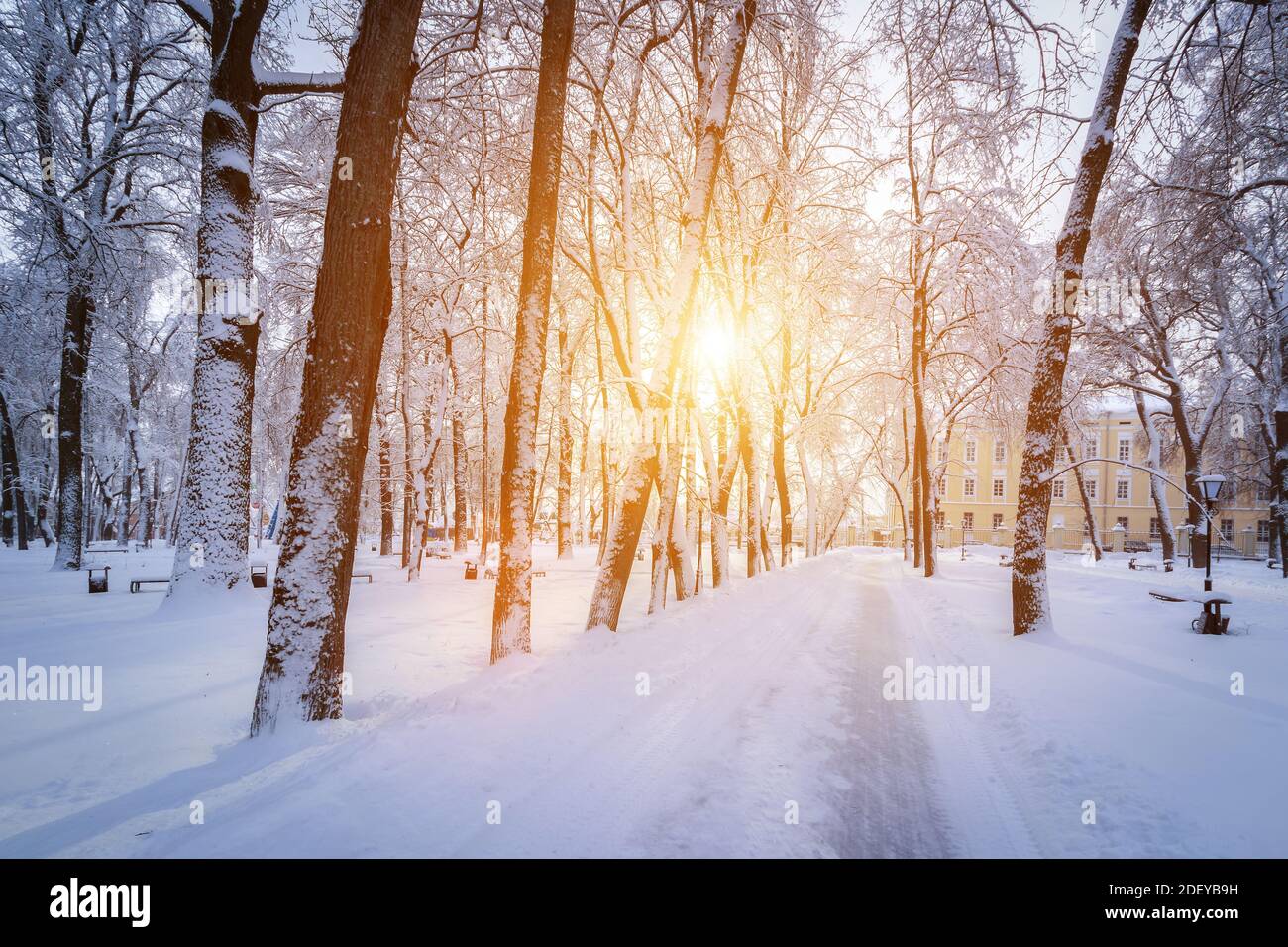 Sunset or sunrise in a winter park with trees, benches and a pavement ...