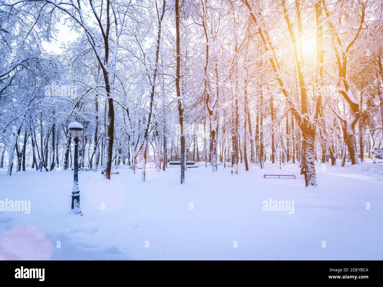 Sunset or sunrise in a winter park with trees, benches and a pavement ...