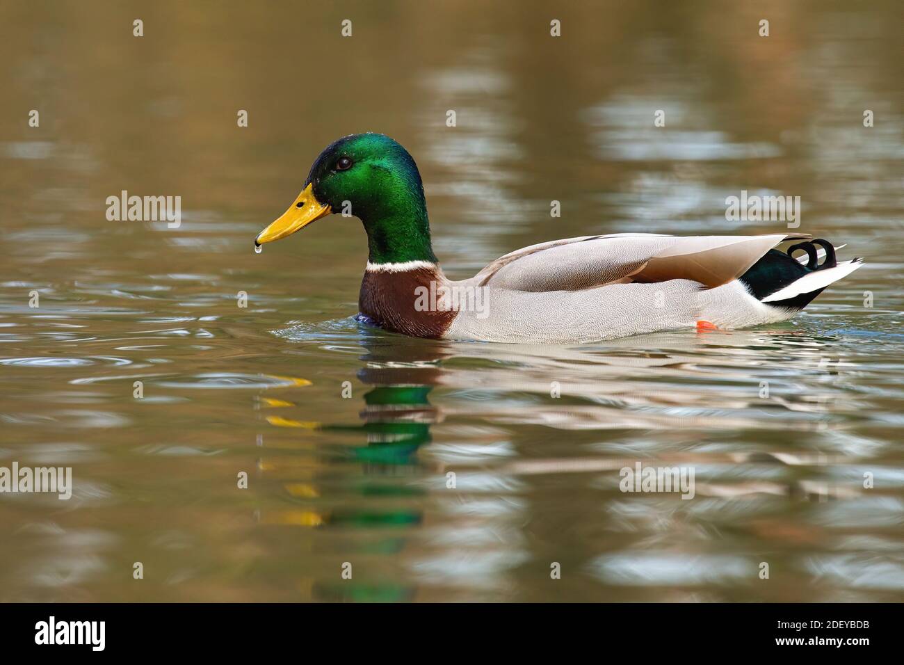 Mallard floating on river in springtime nature Stock Photo - Alamy