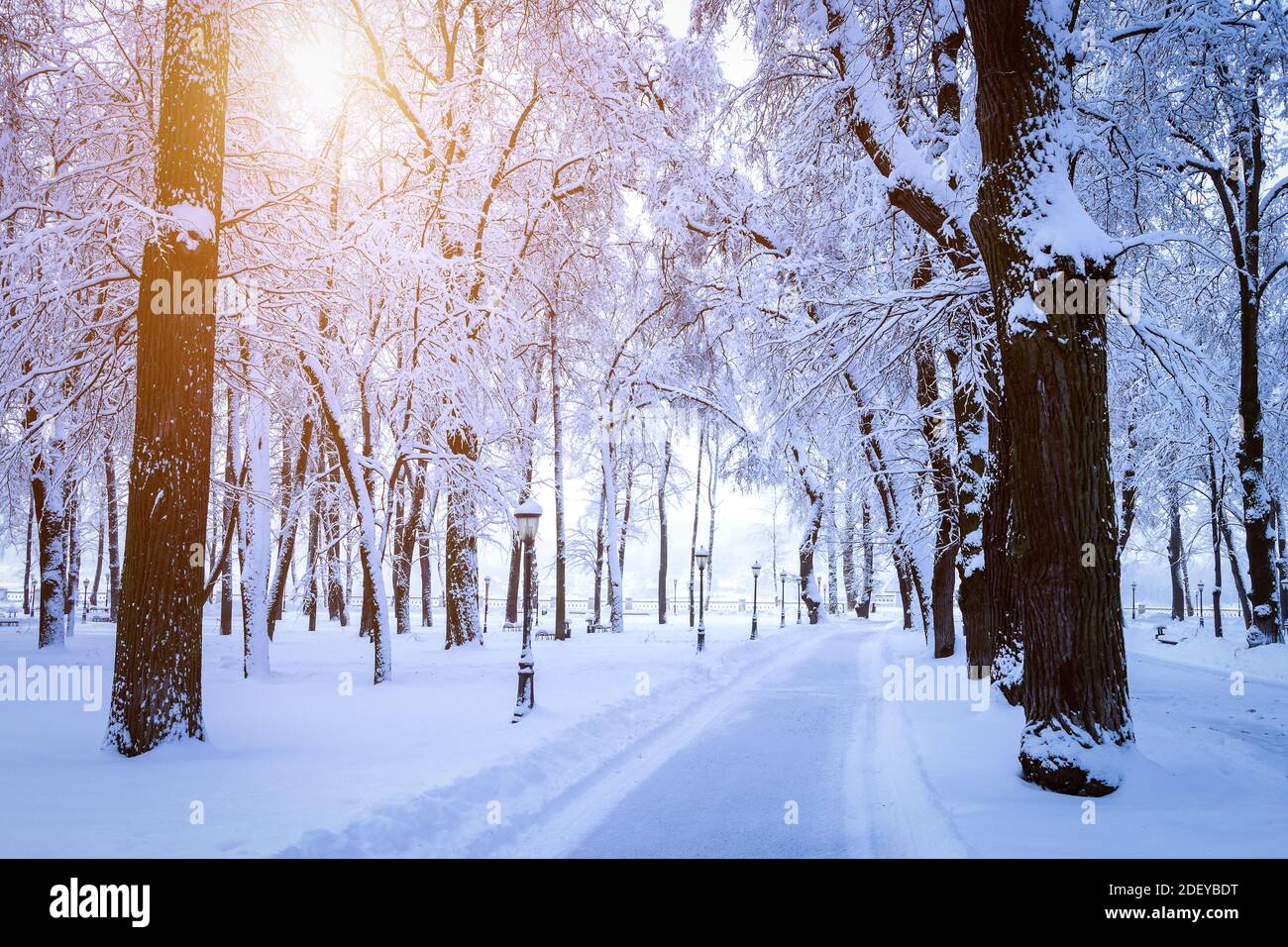 Sunset or sunrise in a winter park with trees, benches and a pavement ...