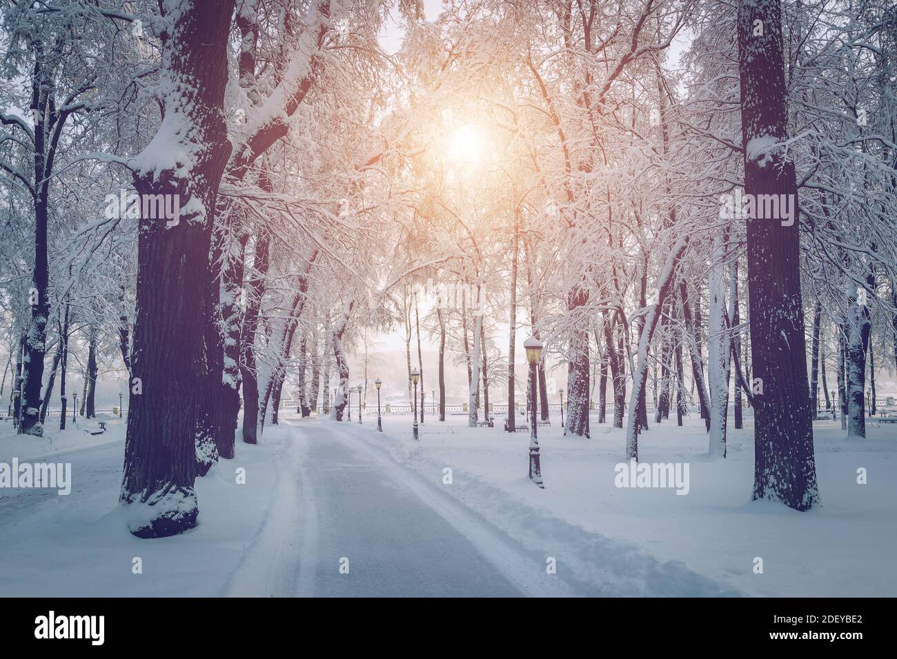 Sunset or sunrise in a winter park with trees, benches and a pavement ...