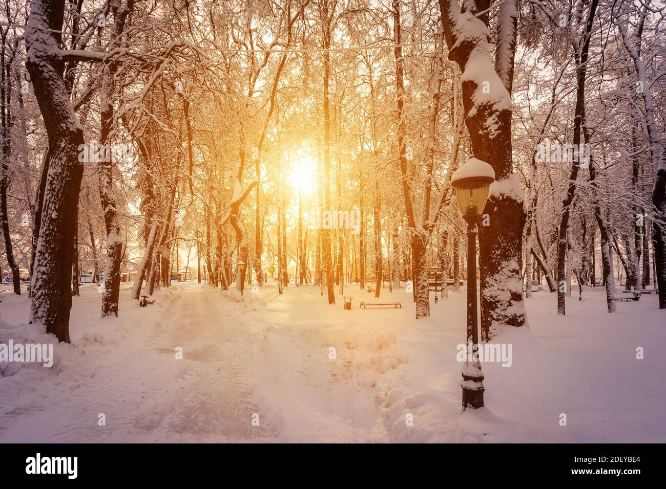 Sunset or sunrise in a winter park with trees, benches and a pavement ...