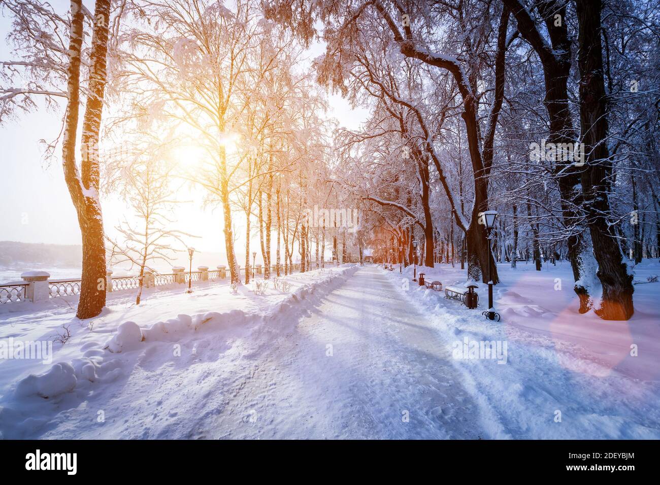 Sunset or sunrise in a winter park with trees, benches and a pavement ...
