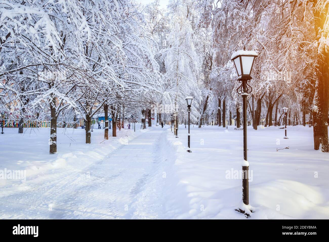 Sunset or sunrise in a winter park with trees, benches and a pavement ...