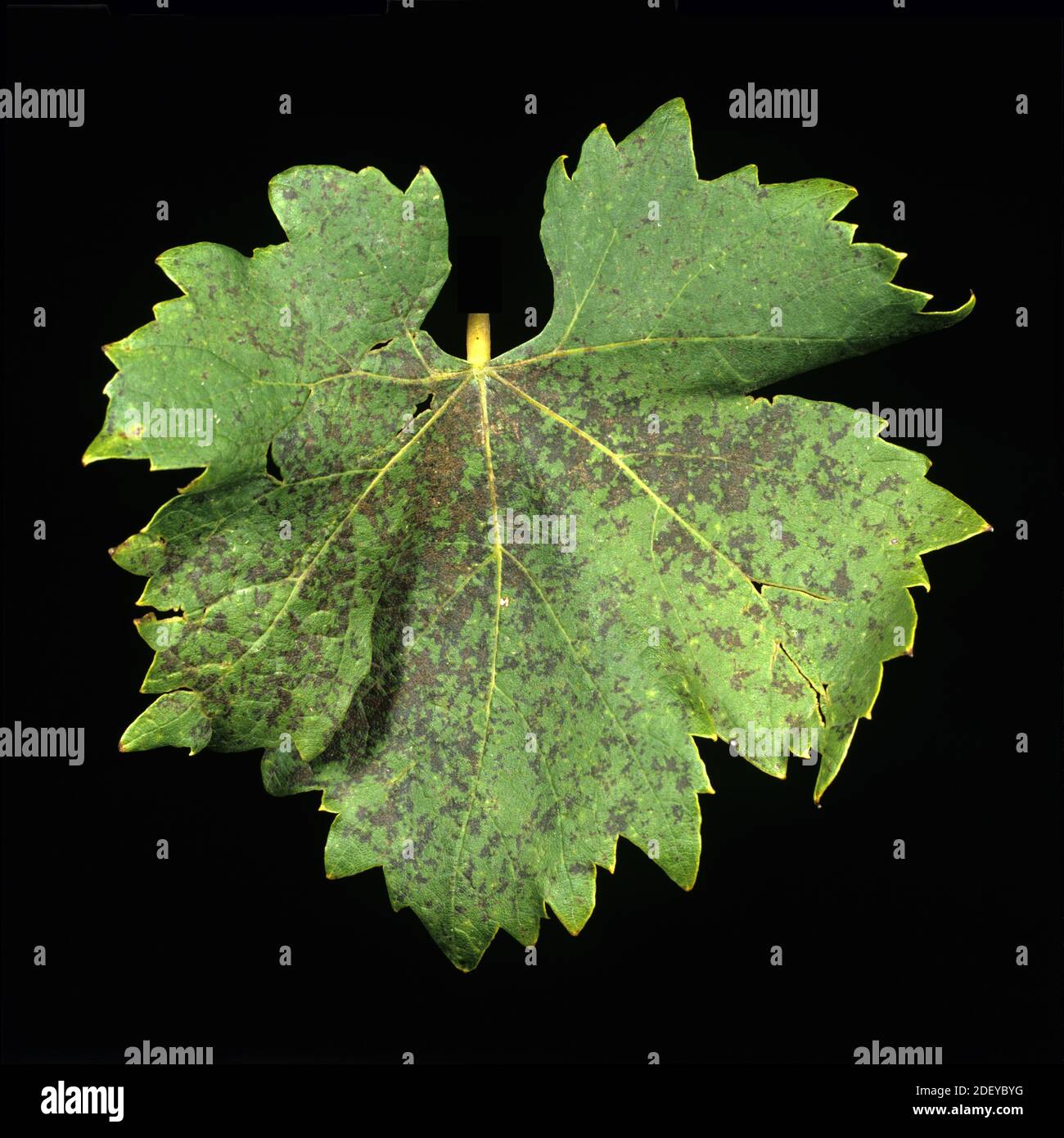 Dark lesion symptoms of potassium (K) deficiency on a grapevine leaf ...