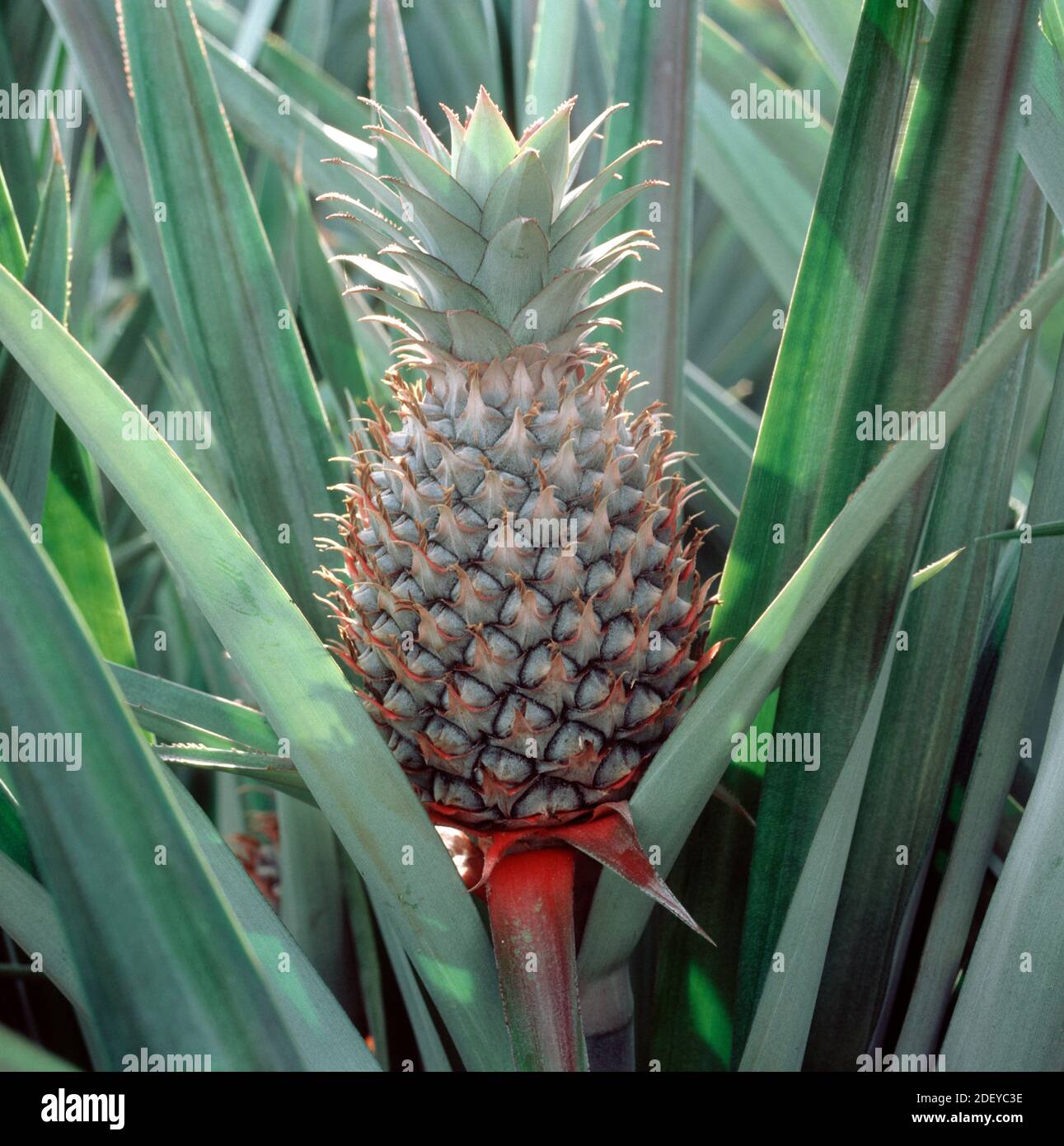 Spiny fruits hi-res stock photography and images - Alamy