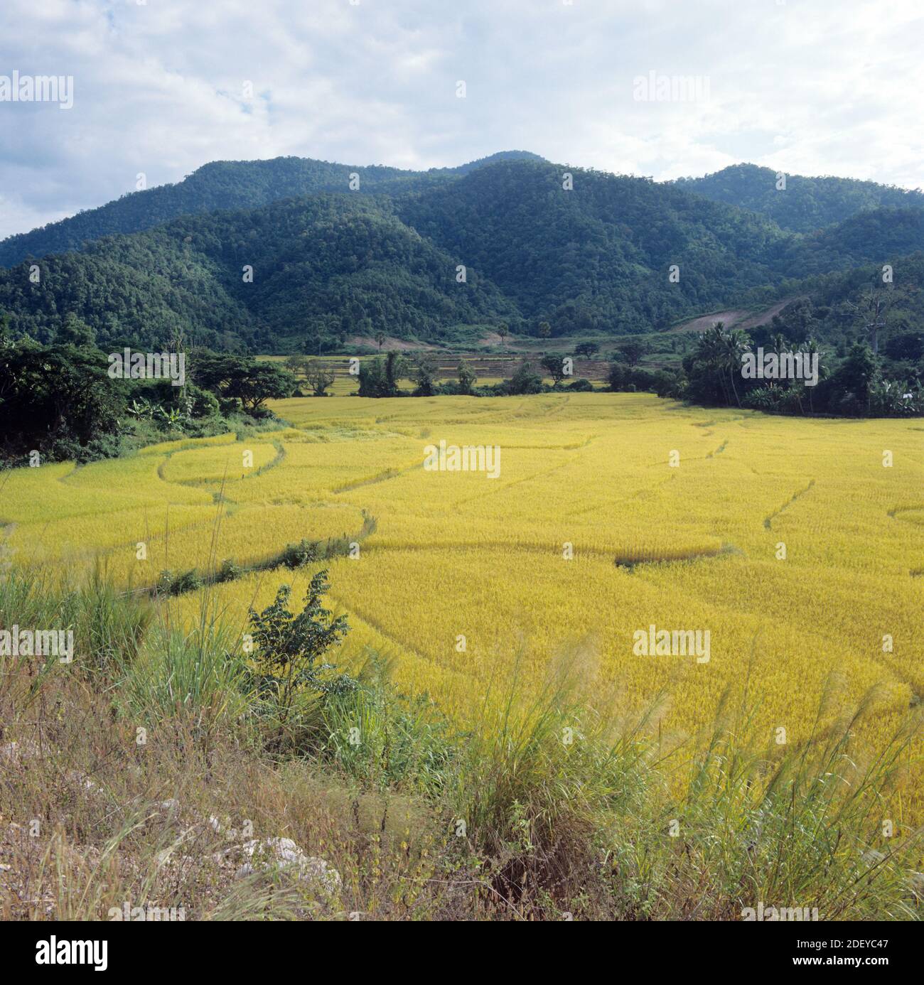 Upland rice hi-res stock photography and images - Alamy