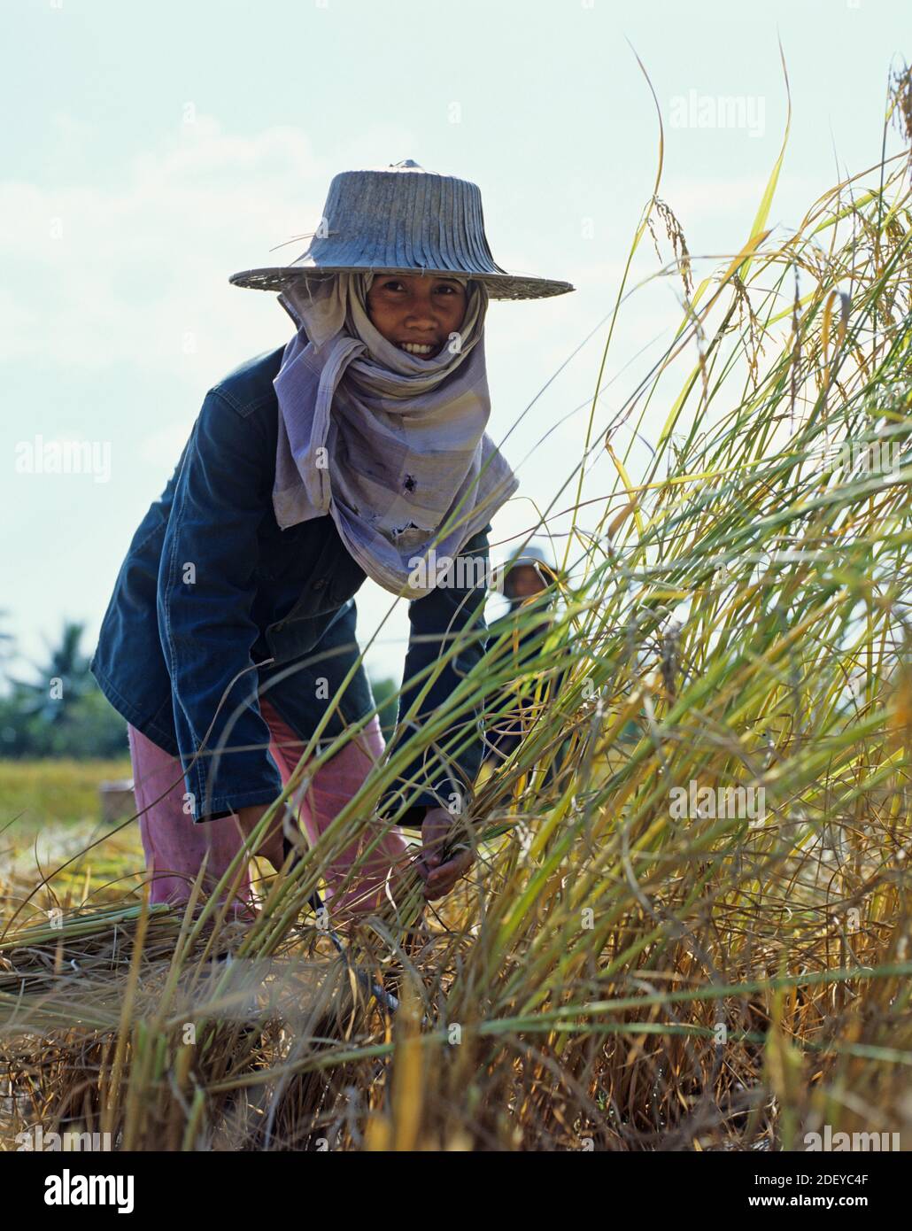 Cutting with sickle hi-res stock photography and images - Alamy