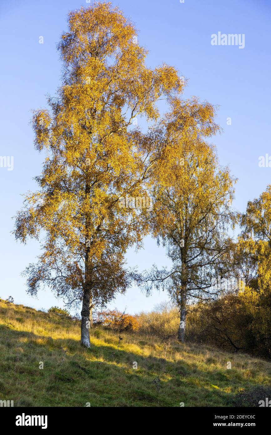 Betula pendula tree trees hi-res stock photography and images - Alamy