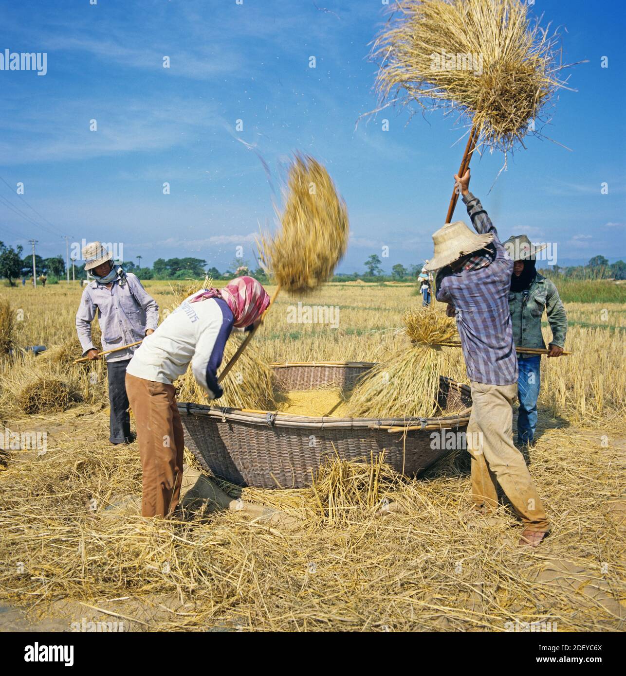 Rice cut by women being threshed by men into a large basket to remove ...