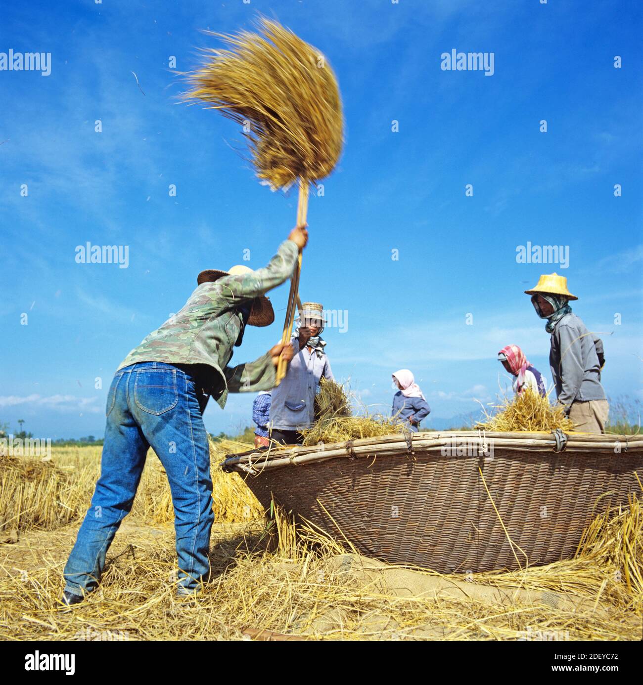 Rice cut by women being threshed by men into a large basket to remove ...