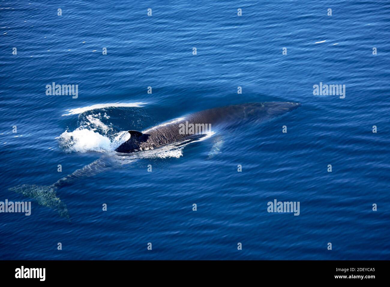 Fin Whale (Balaenoptera physalus) - Antarctica. Also known as finback whale or common rorqual ...