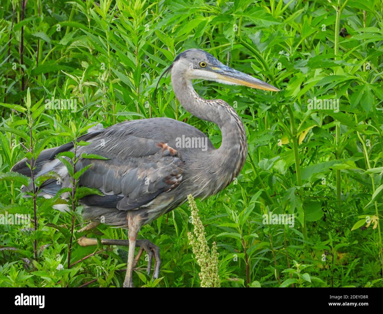 Grey heron standing on one leg hi-res stock photography and images - Alamy