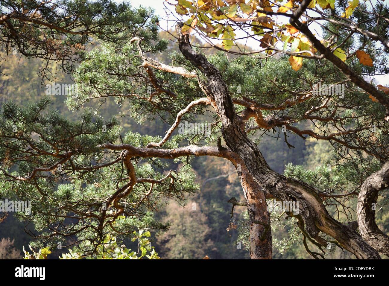 Branches of coniferous and deciduous trees in an autumn day Stock Photo ...