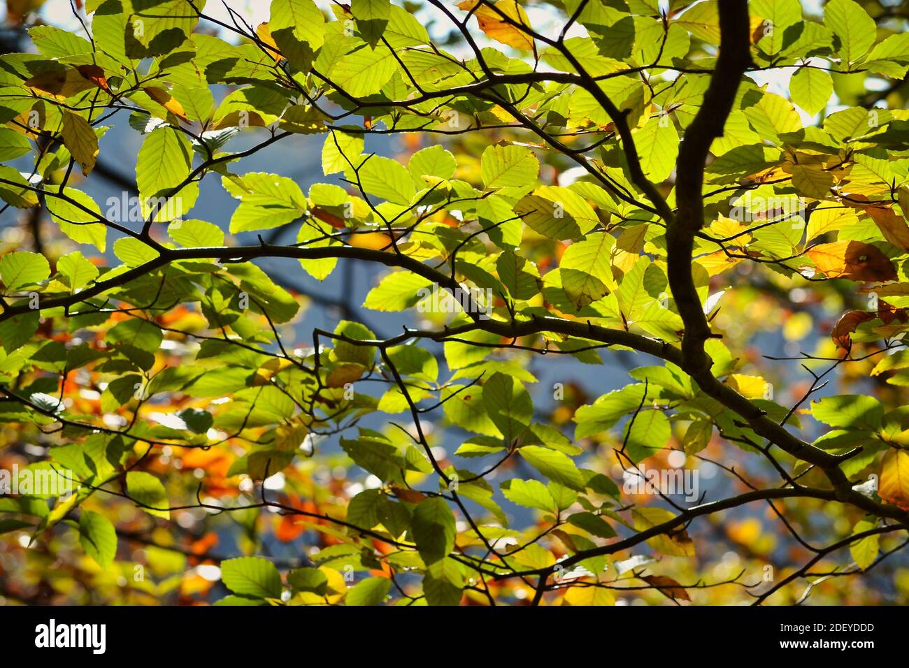 Branches of coniferous and deciduous trees in an autumn day Stock Photo ...