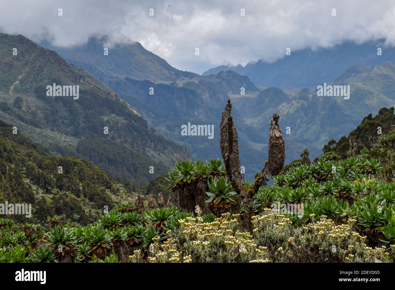 Congo rainforest landscape hi-res stock photography and images - Alamy